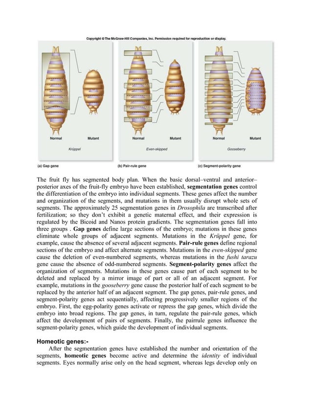 Developmental genetics | DOCX