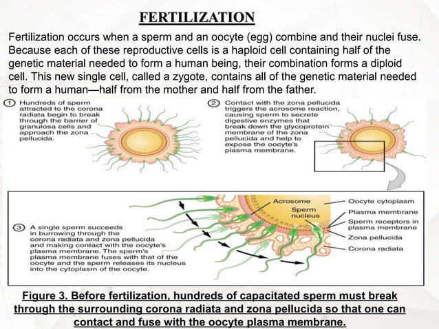 Developmental genetics(fertilization and gametogenesis) | PPT