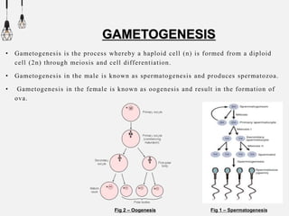 Developmental genetics(fertilization and gametogenesis) | PPT