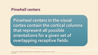 Developmental neuroplasticity | PPT