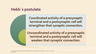 Developmental neuroplasticity | PPT