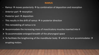 Developmental Of The Mandible | PPTX | Bone and Joint Conditions ...