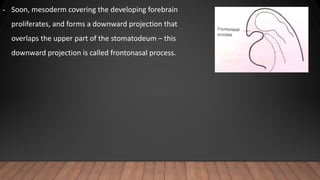 Developmental Of The Mandible | PPTX | Bone and Joint Conditions ...