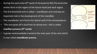 Developmental Of The Mandible | PPTX | Bone and Joint Conditions ...