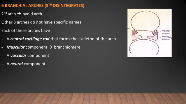 Developmental Of The Mandible | PPTX | Bone and Joint Conditions ...