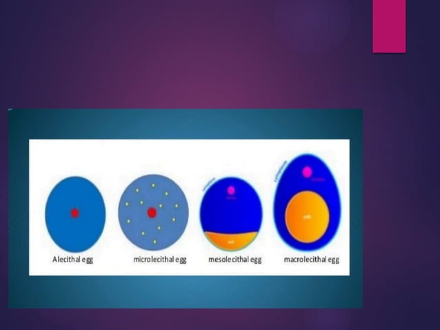 Developmental_Patterns_in_Embryology.pptx