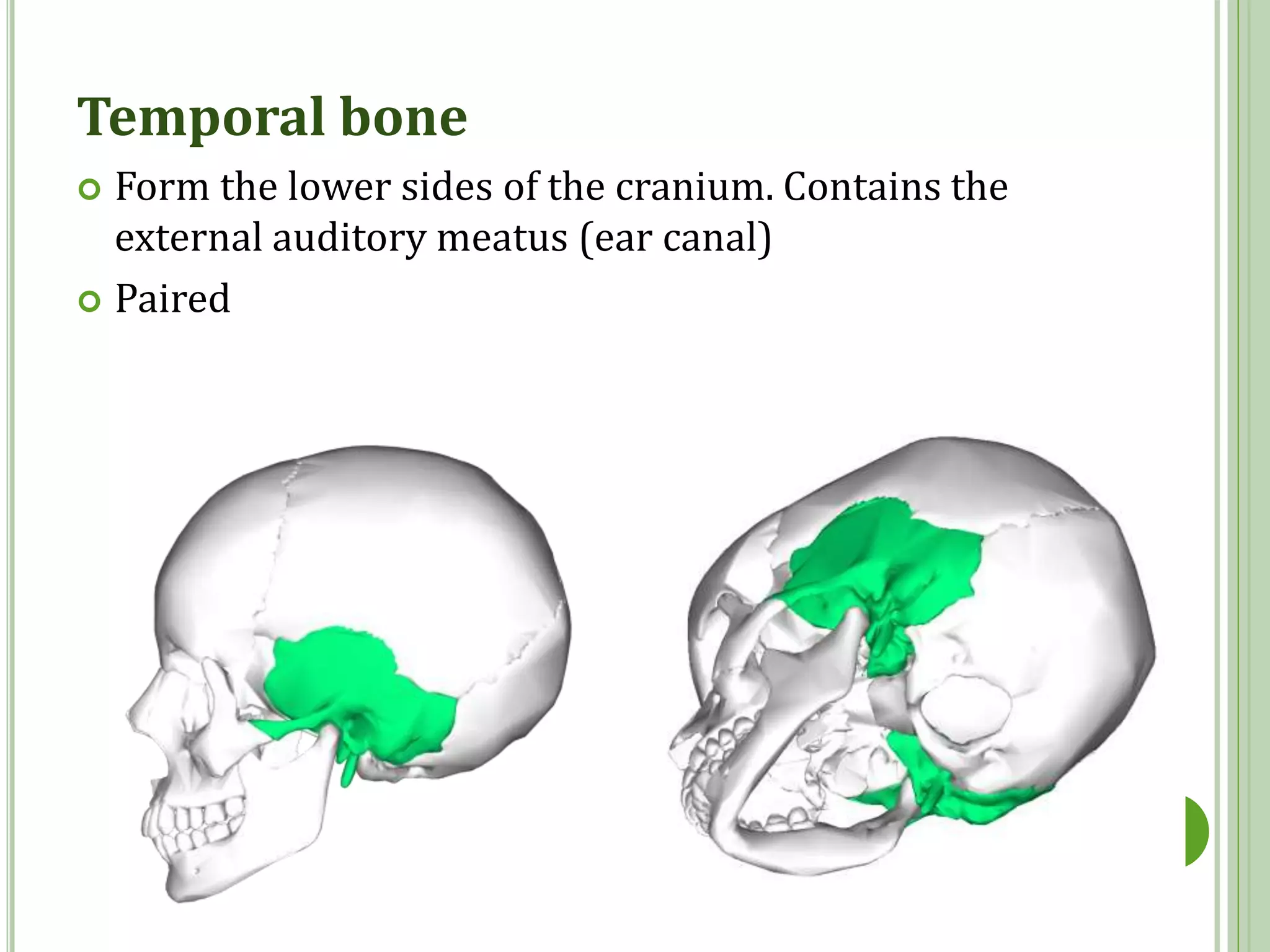 anatomy of human skull | PPTX