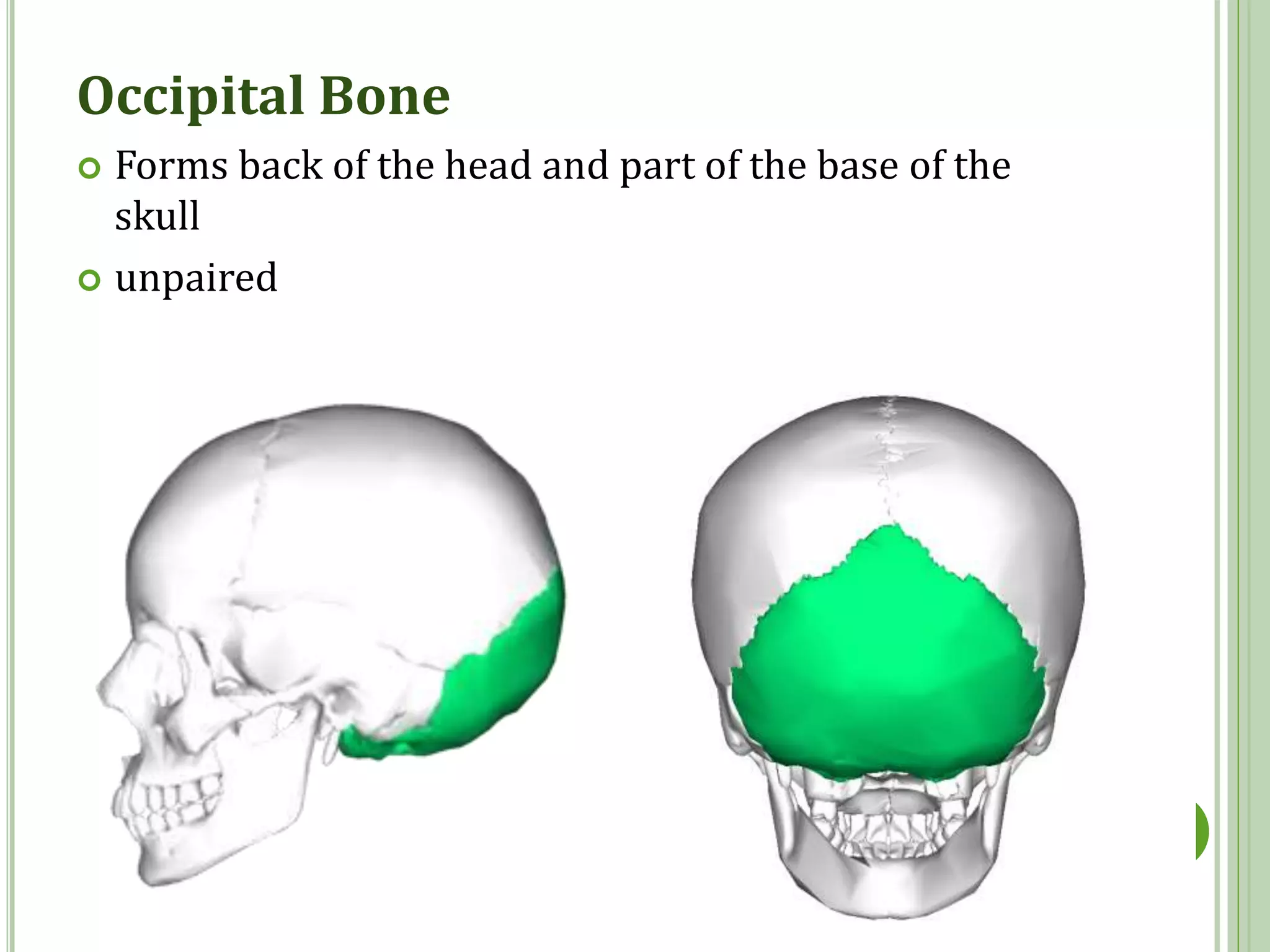 anatomy of human skull | PPTX