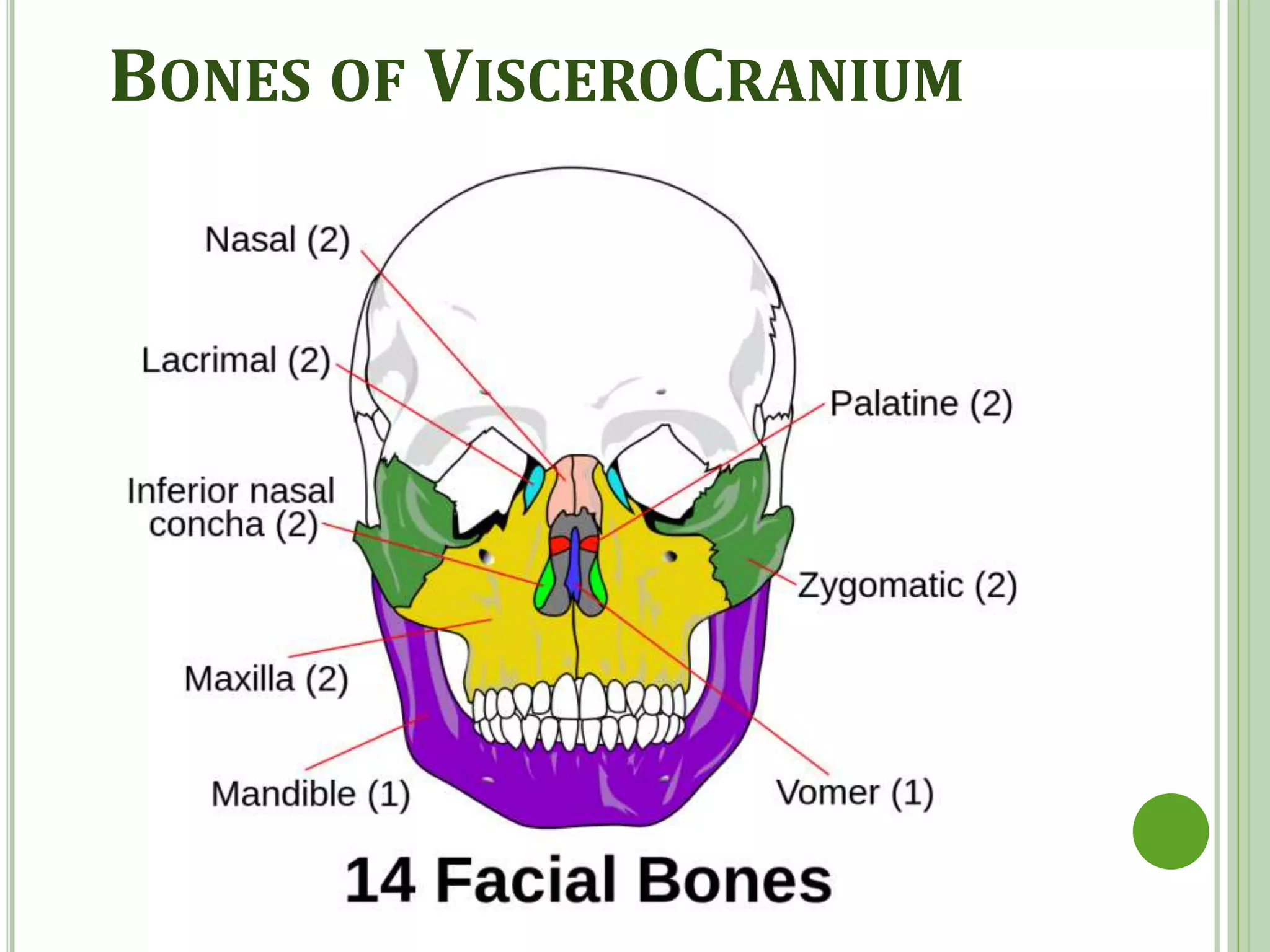 anatomy of human skull | PPTX