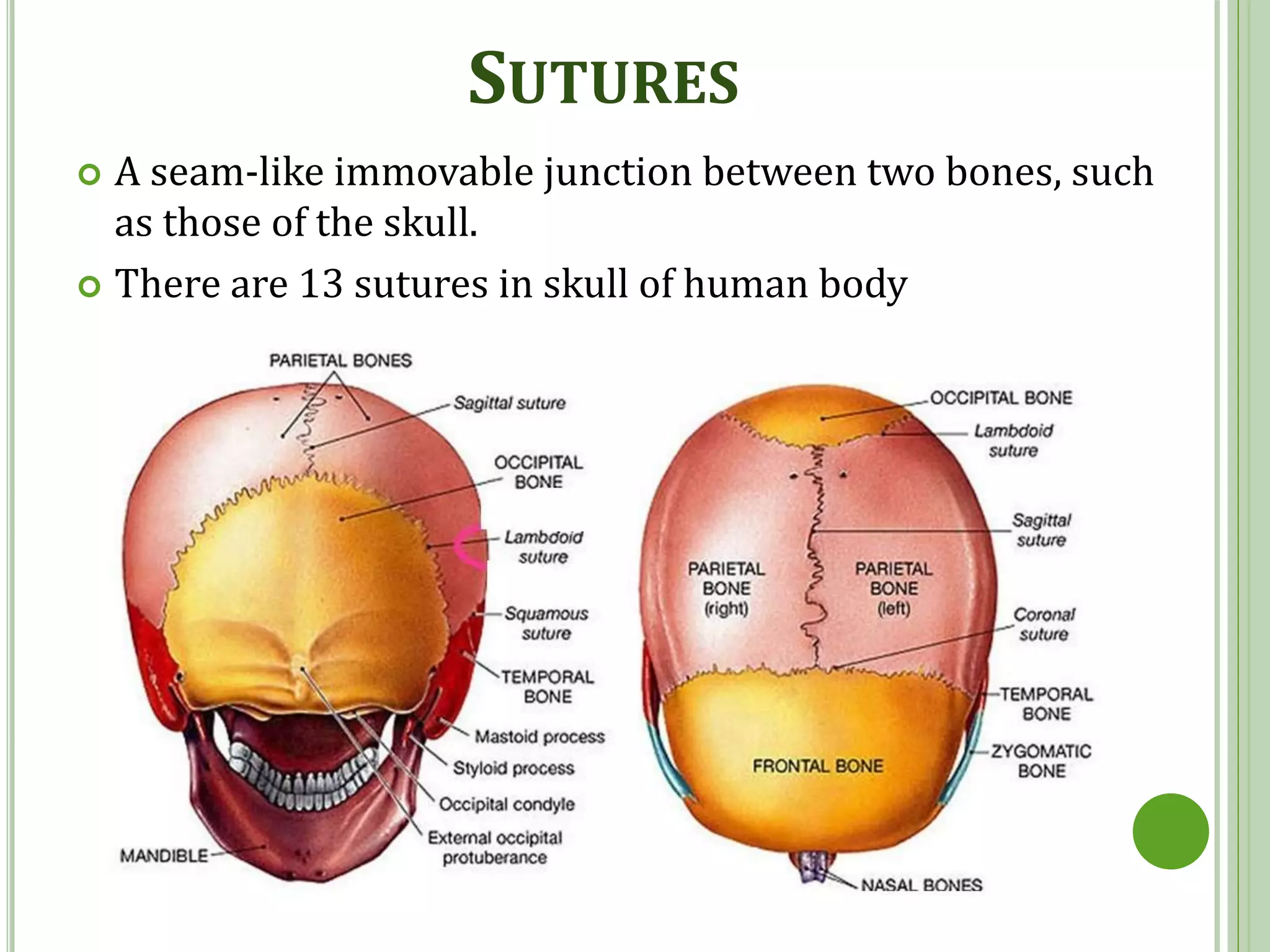anatomy of human skull | PPTX