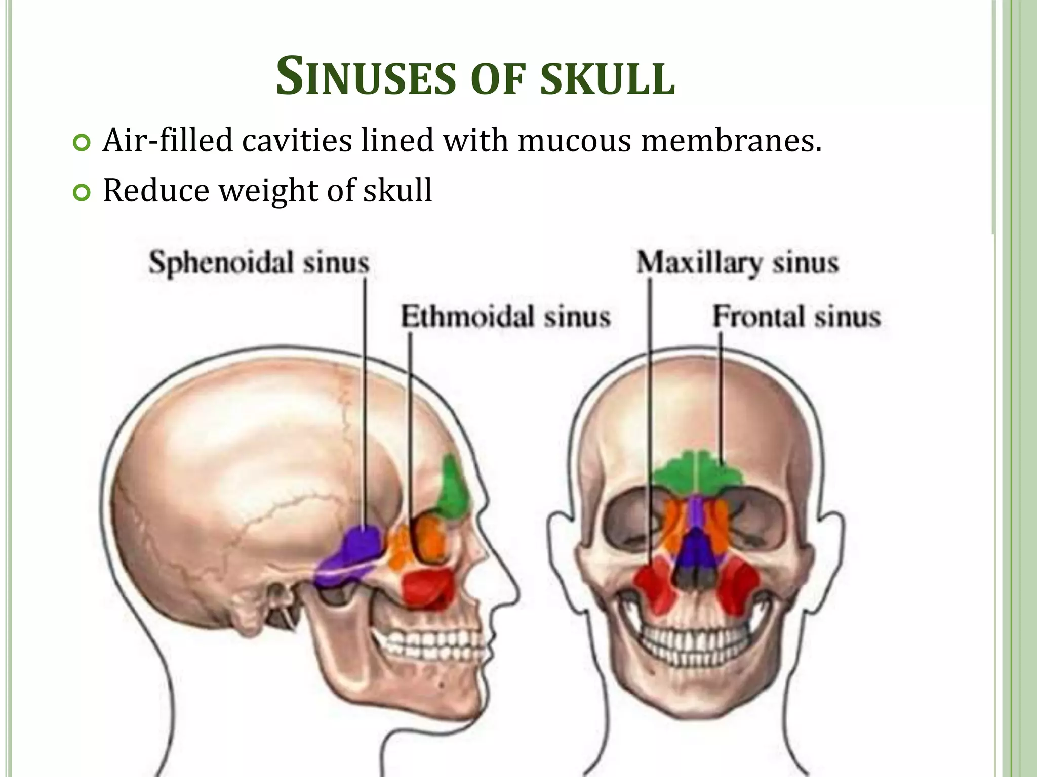 anatomy of human skull | PPTX