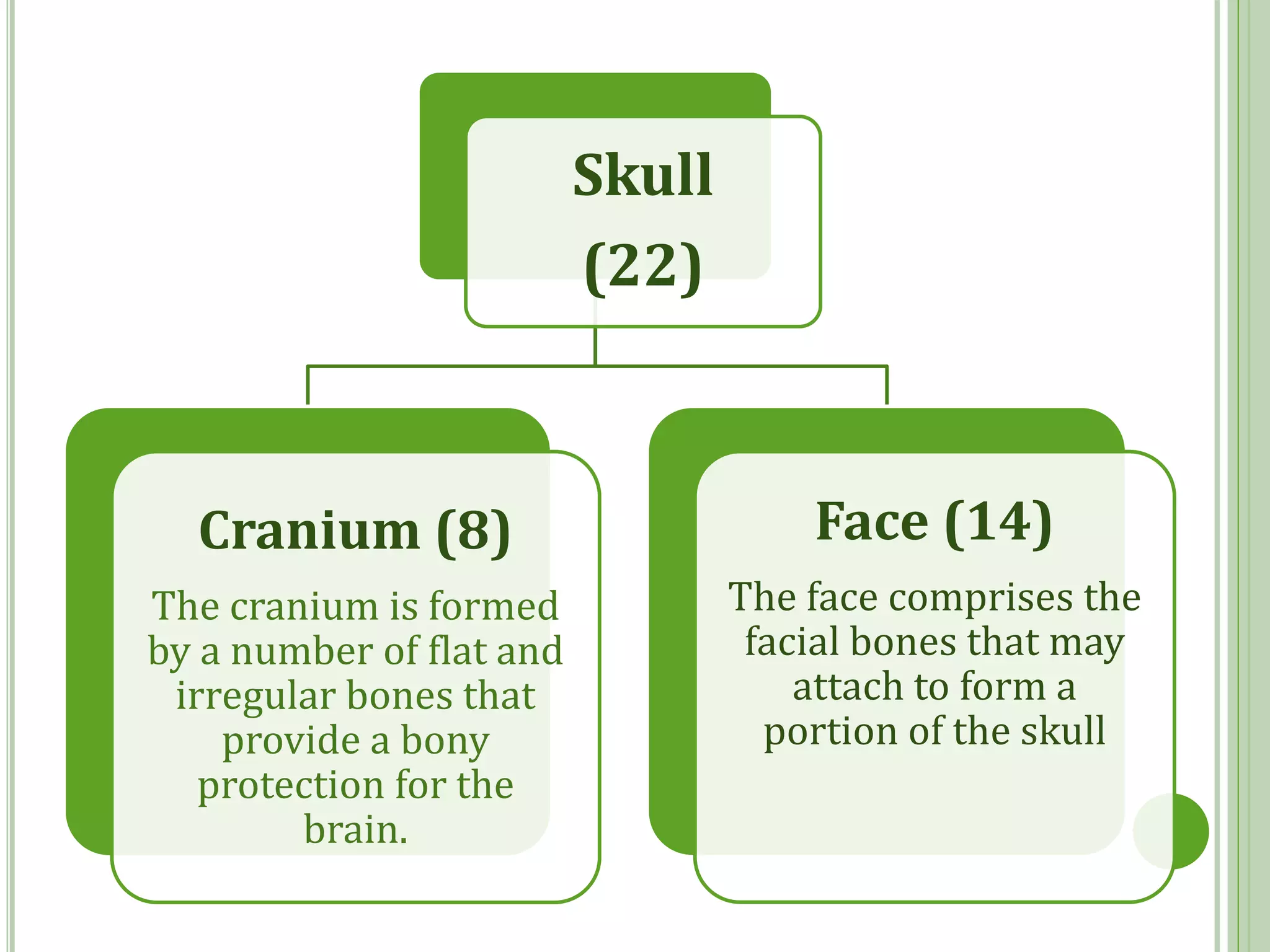 anatomy of human skull | PPTX