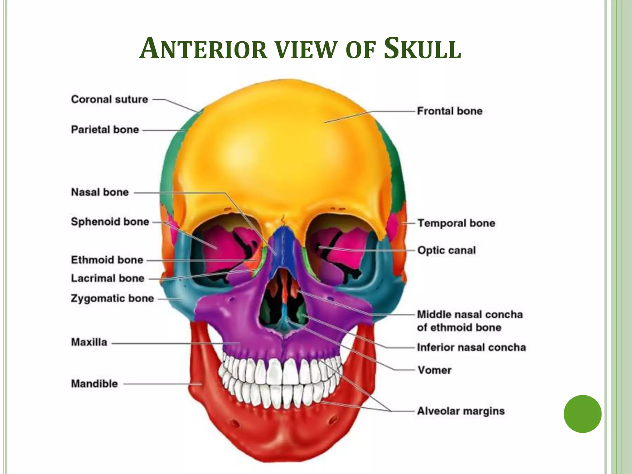 anatomy of human skull | PPTX