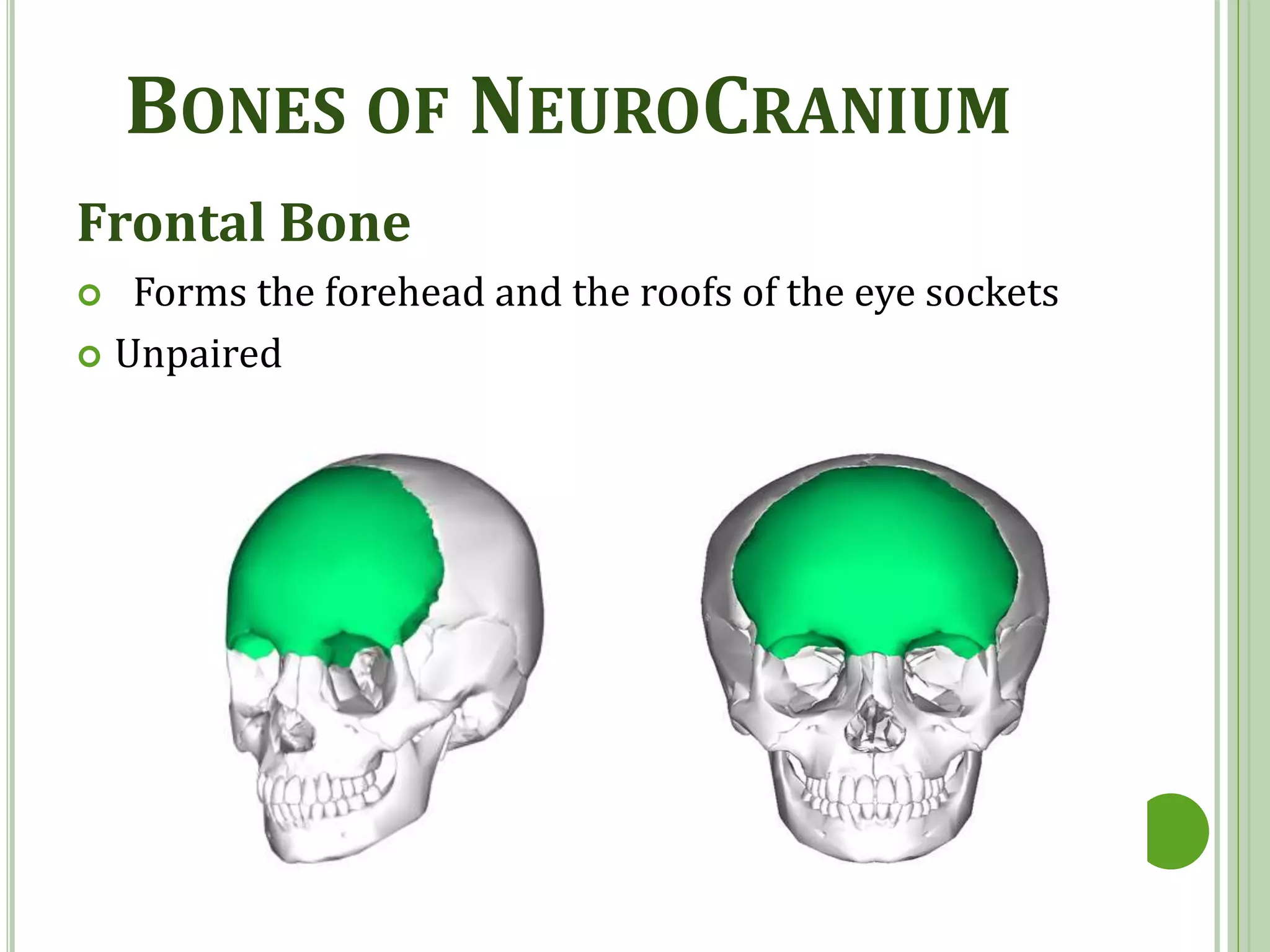 anatomy of human skull | PPTX
