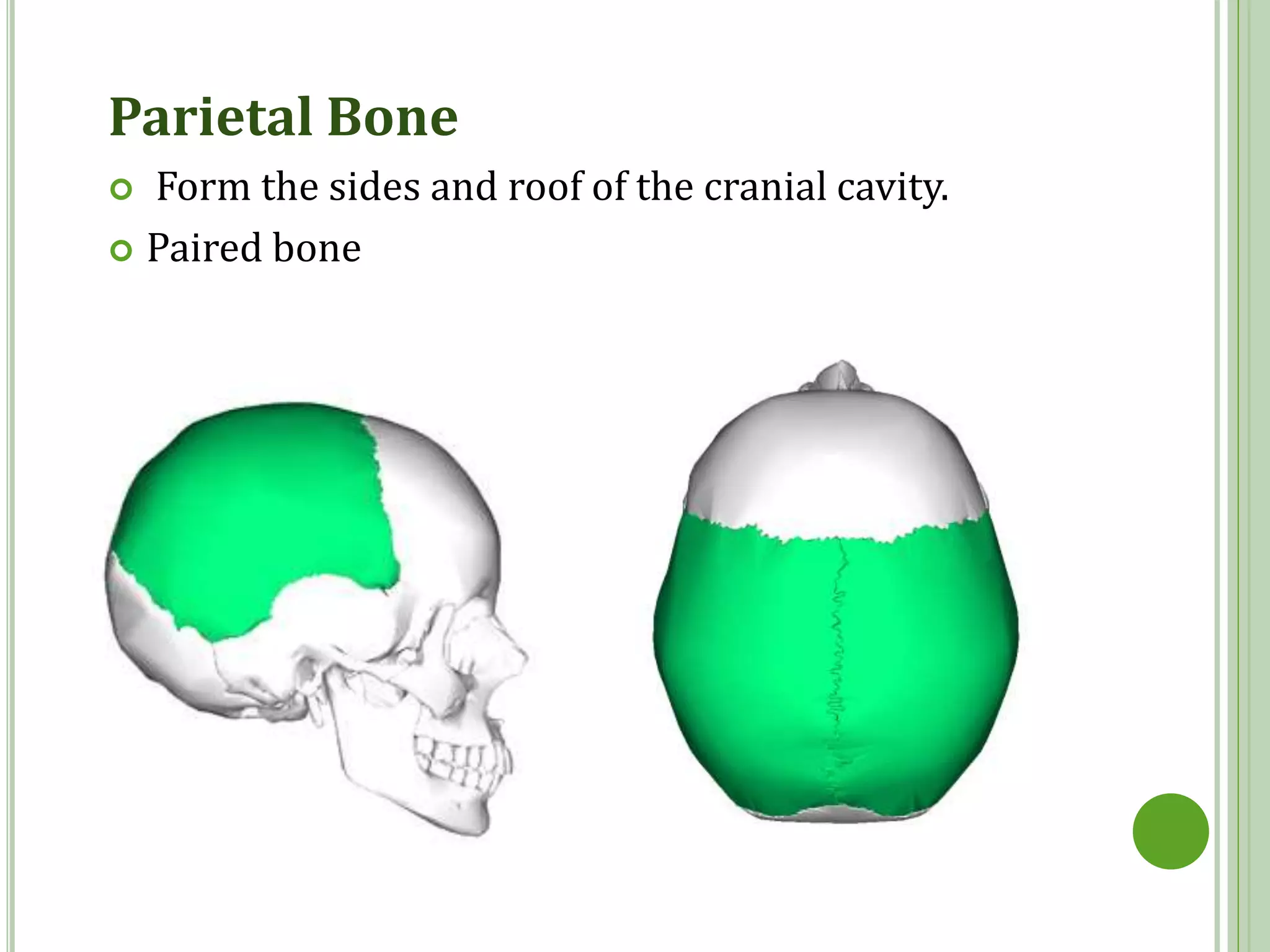 anatomy of human skull | PPTX
