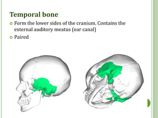 anatomy of human skull | PPTX