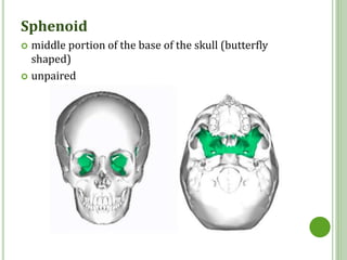 anatomy of human skull | PPTX