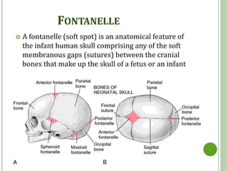 anatomy of human skull | PPTX