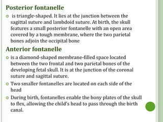anatomy of human skull | PPTX