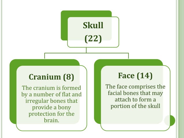 anatomy of human skull | PPTX | Death, Injury, or Military Conflict ...