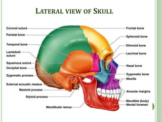 anatomy of human skull | PPTX
