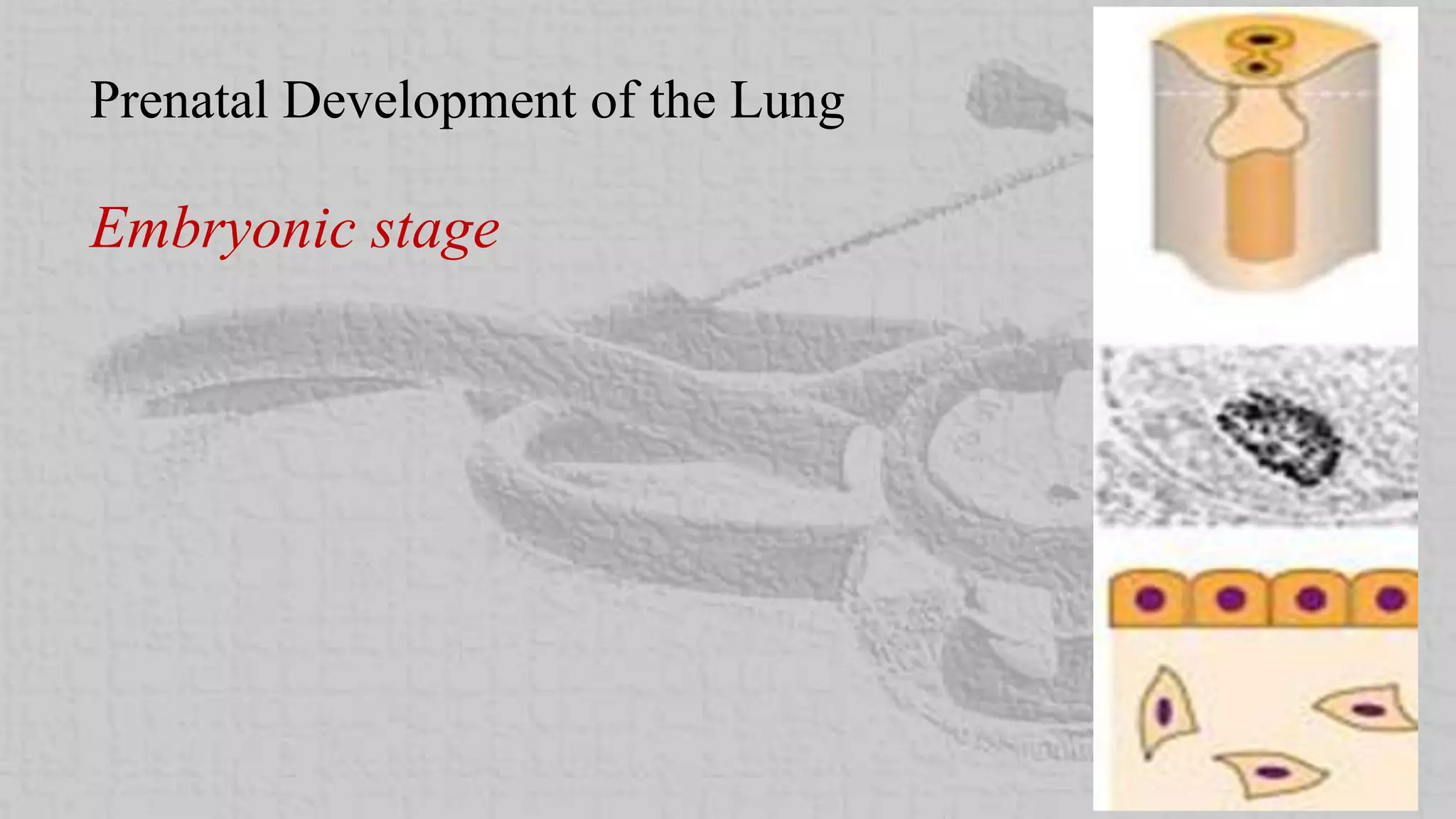 Developmental Physiology of the Respiratory System | PPTX