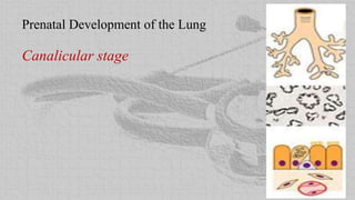Developmental Physiology of the Respiratory System | PPTX