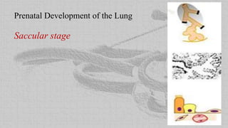 Developmental Physiology of the Respiratory System | PPTX