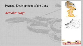 Developmental Physiology of the Respiratory System | PPTX