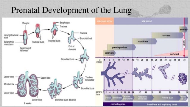 Developmental Physiology of the Respiratory System