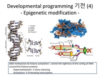 (마더리스크라운드) Developmental programming | PPT