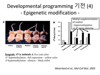 (마더리스크라운드) Developmental programming | PPT