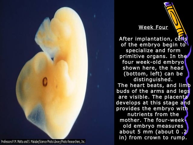 DEVELOPMENTAL PSYCHOLOGY | PPT | Pregnancy | Reproductive Health