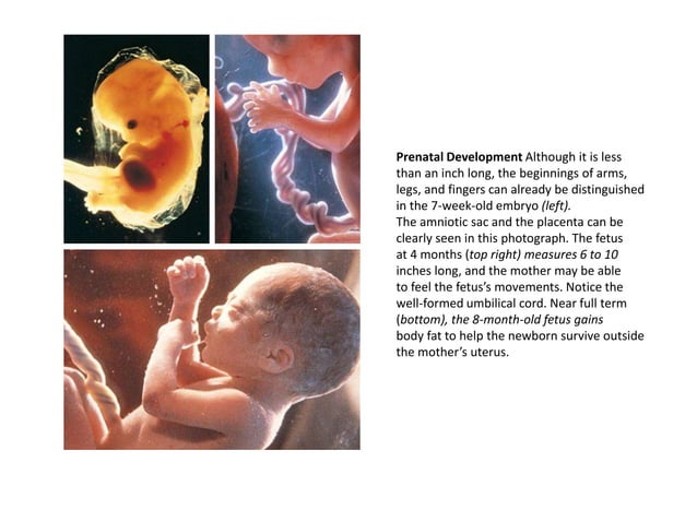 Developmental psychology from conception to birth and after an overview | PPTX