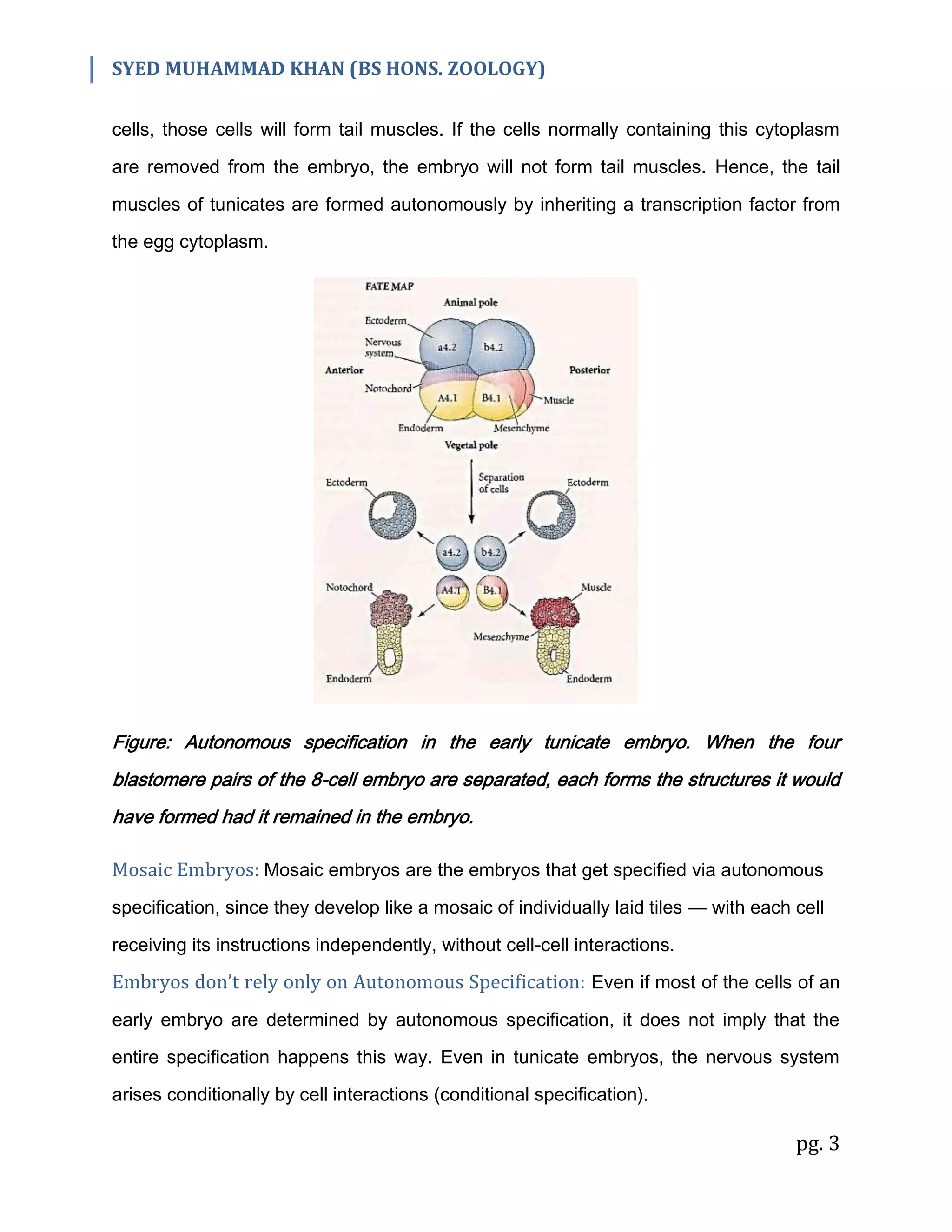 Developmental Specification & Differentiation | PDF