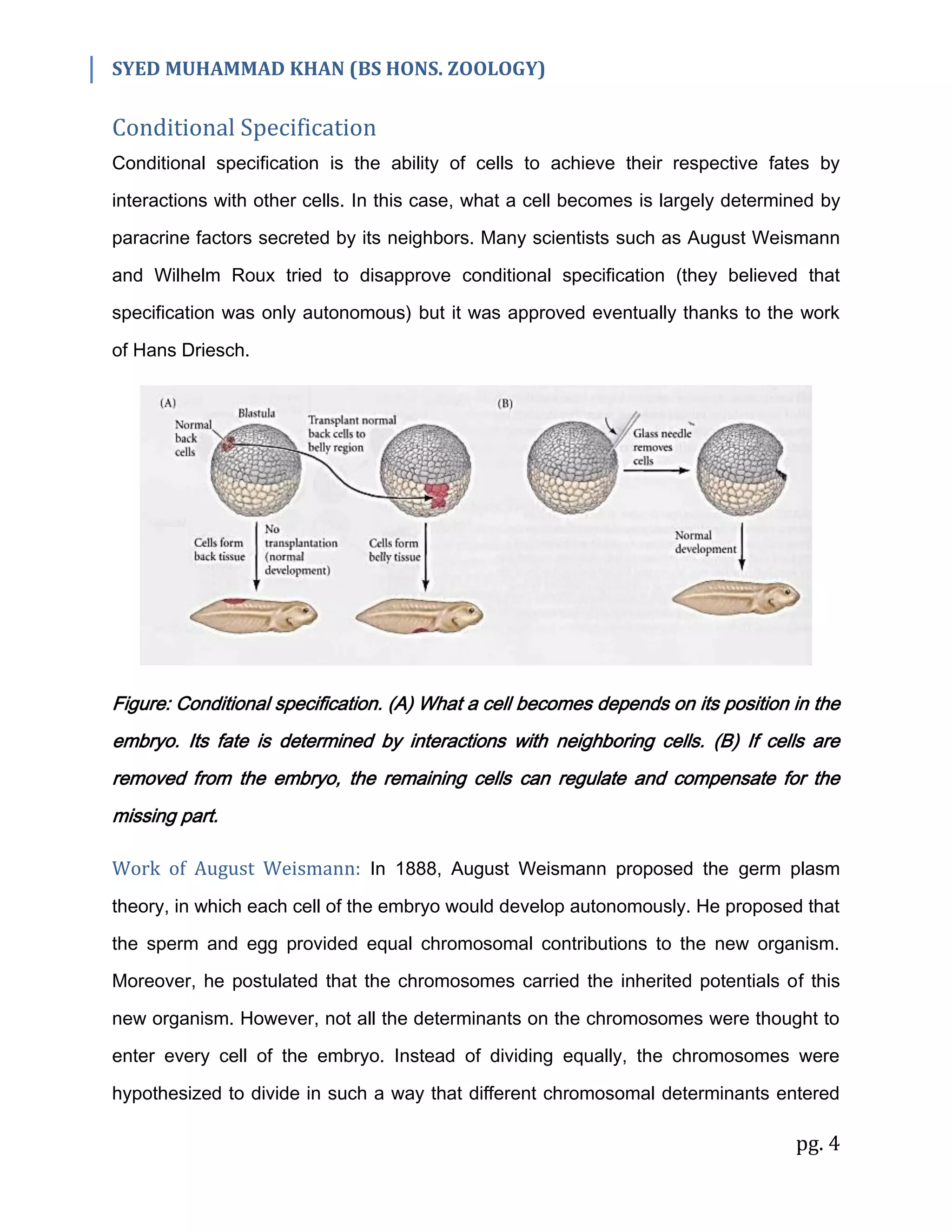 Developmental Specification & Differentiation | PDF