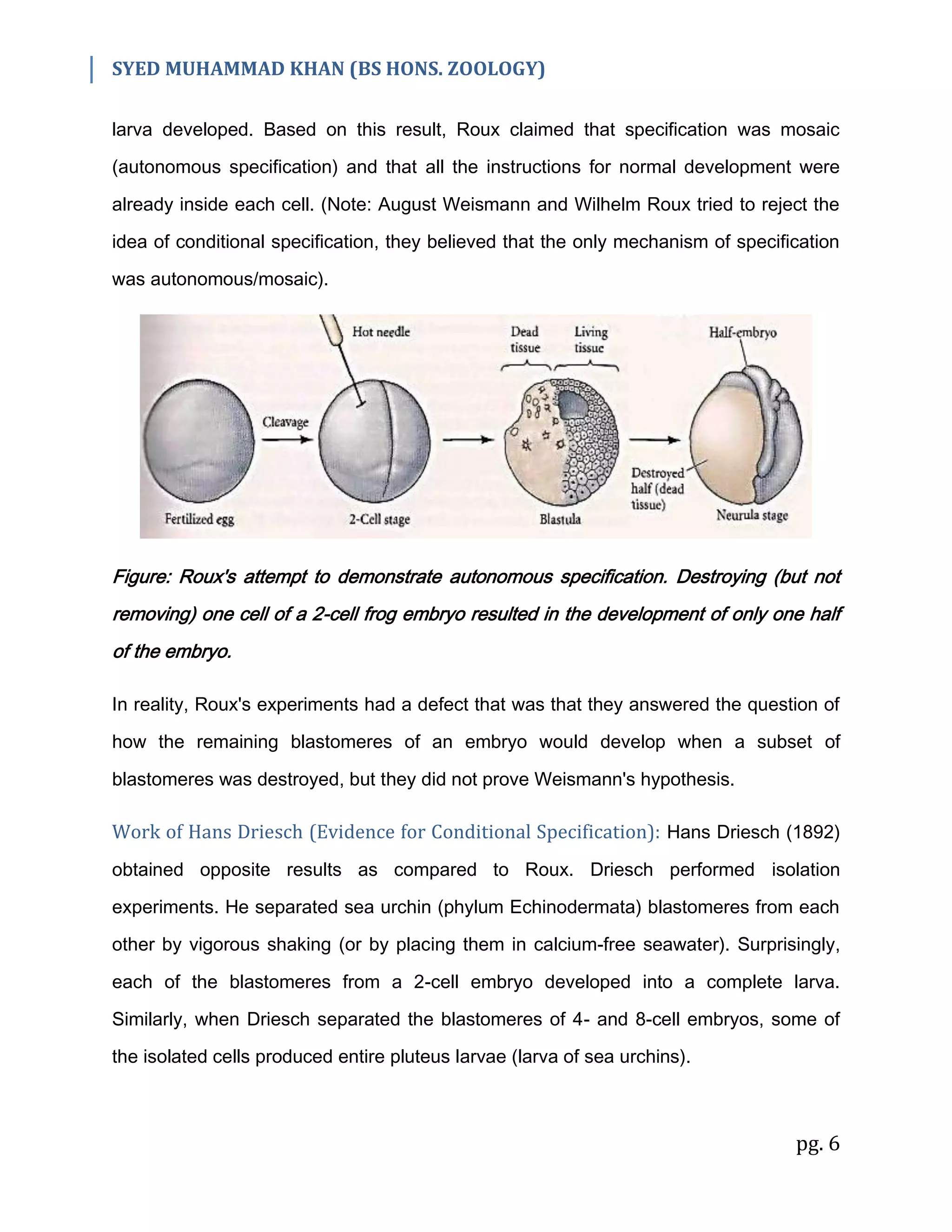 Developmental Specification & Differentiation | PDF