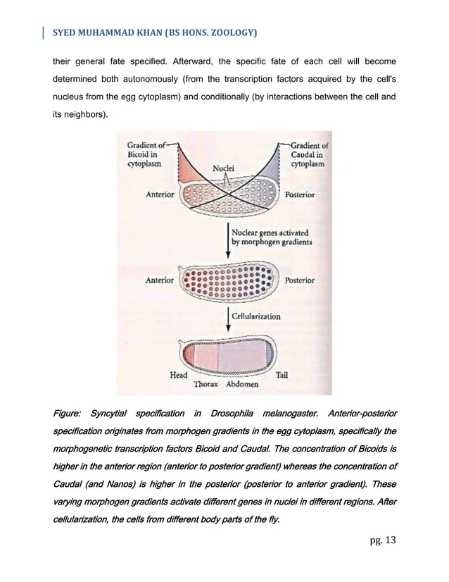 Developmental Specification & Differentiation | PDF | Biological ...