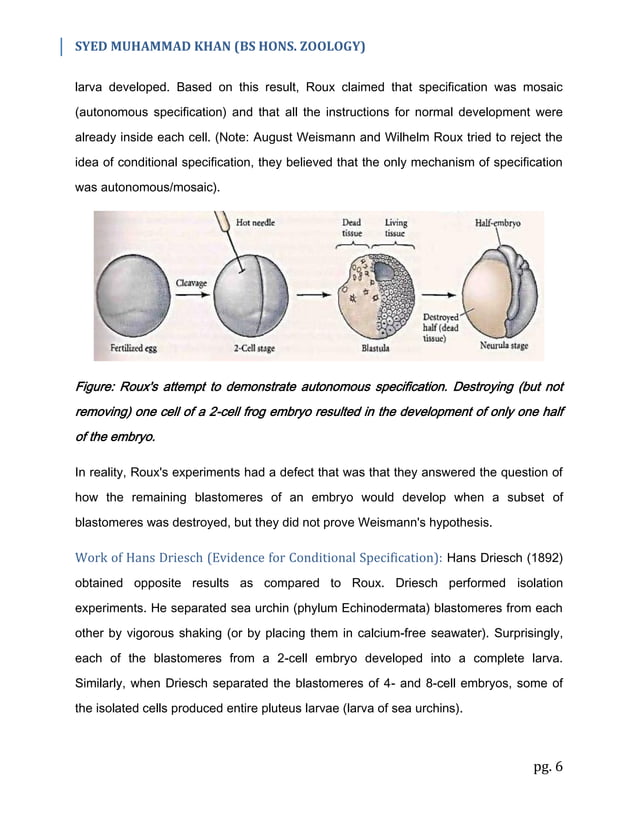 Developmental Specification & Differentiation | PDF | Biological ...