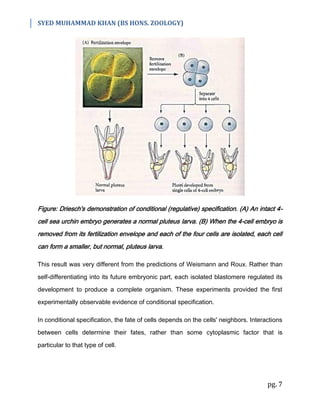 Developmental Specification & Differentiation | PDF