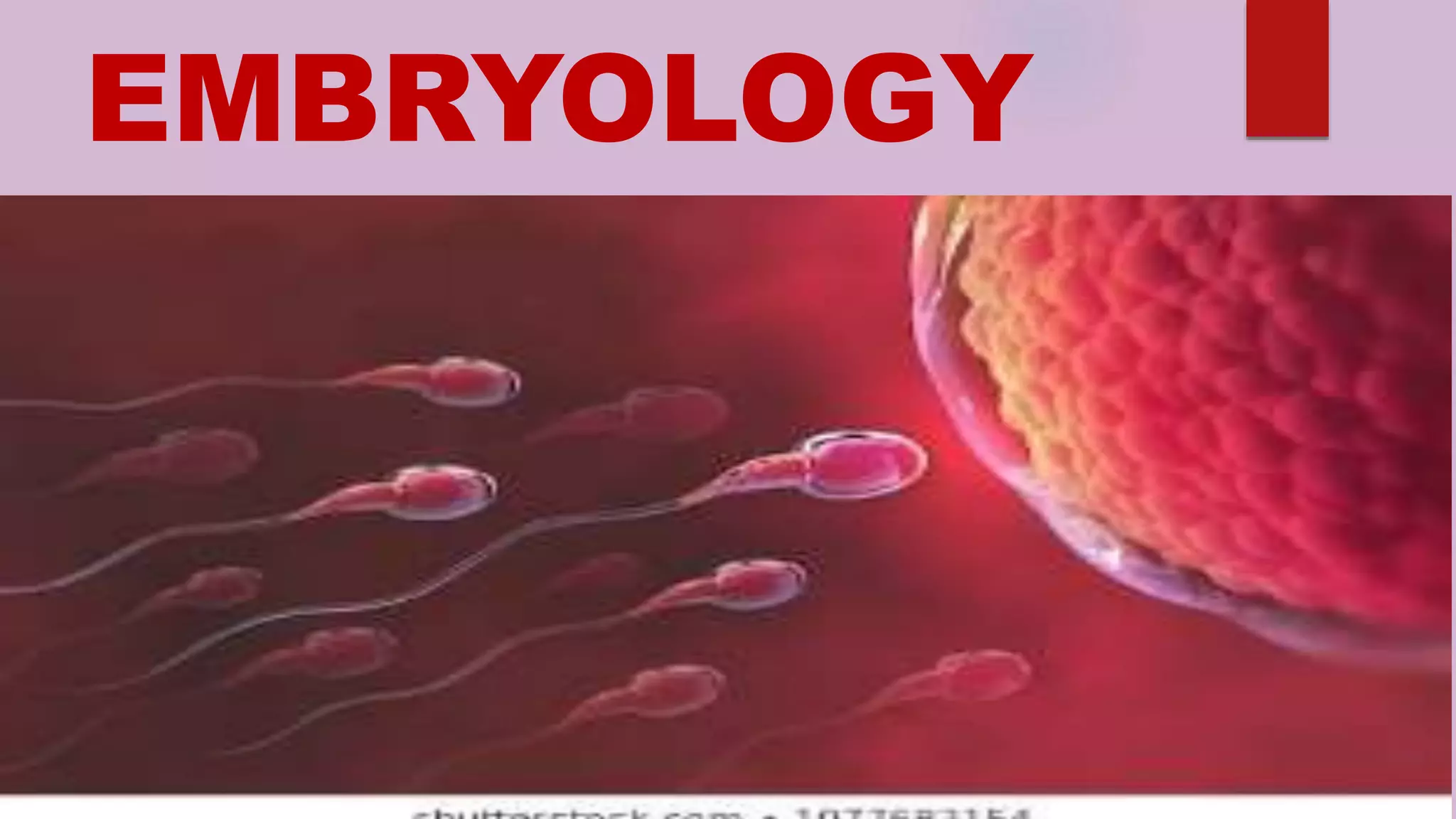 Developmental stages of embryo | PPTX