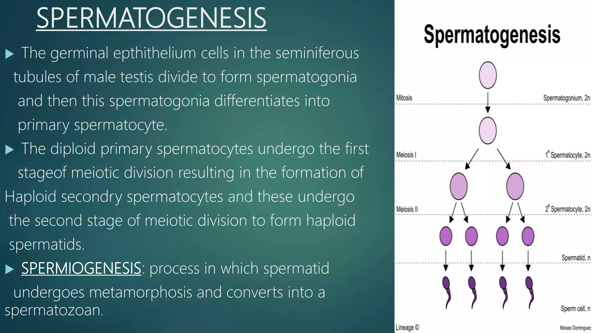Developmental stages of embryo | PPTX