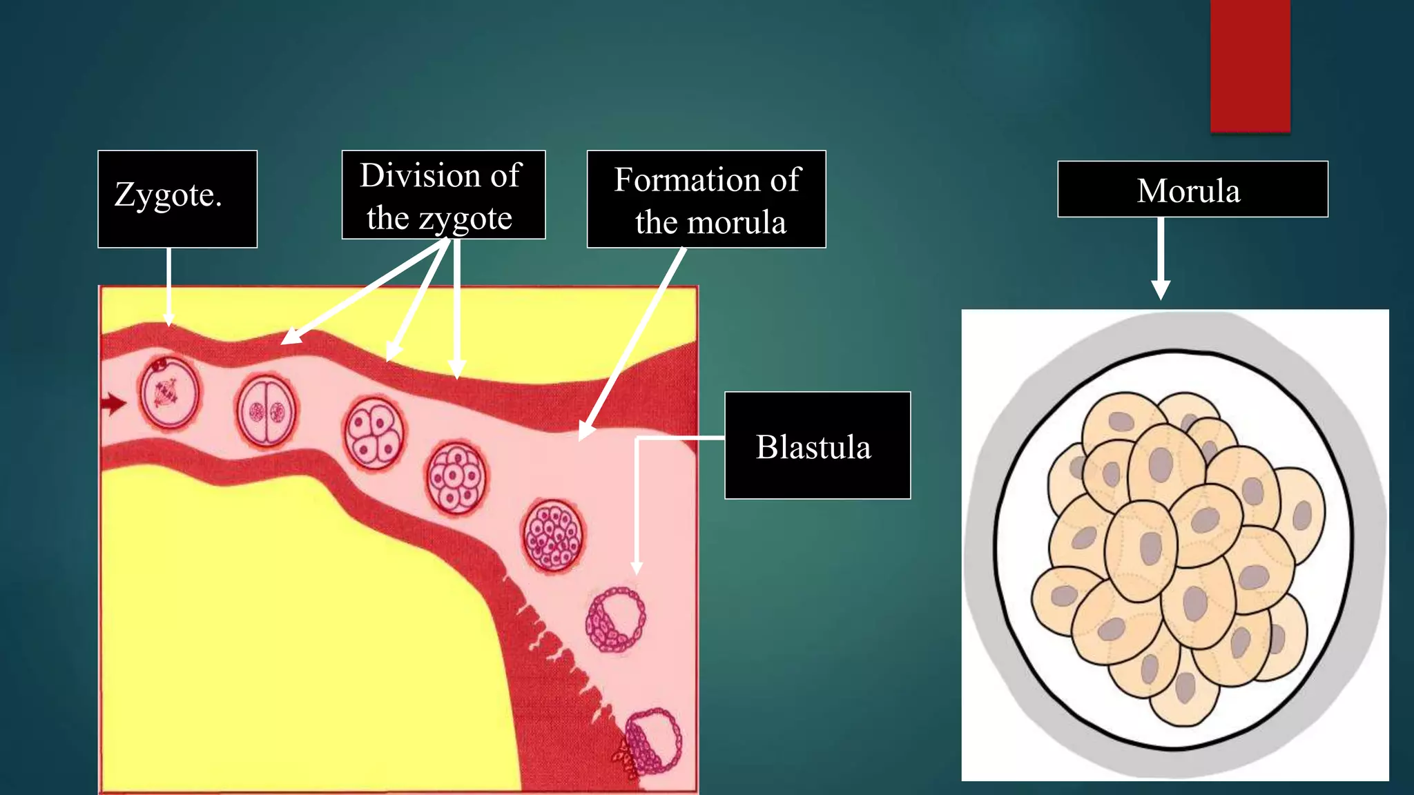 Developmental stages of embryo | PPTX