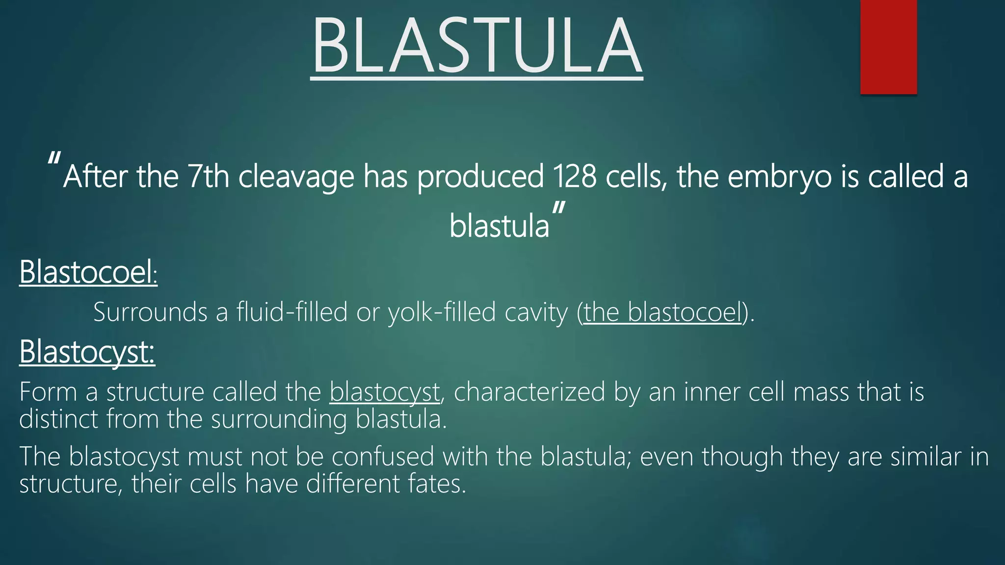 Developmental stages of embryo | PPTX