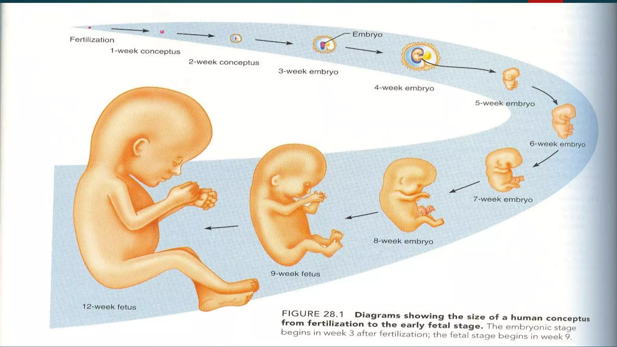 Developmental stages of embryo | PPTX