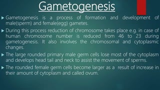 Developmental stages of embryo | PPT