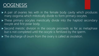 Developmental stages of embryo | PPT