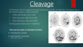 Developmental stages of embryo | PPT