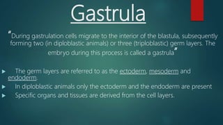 Developmental stages of embryo | PPTX