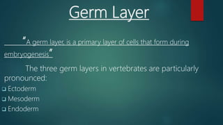 Developmental stages of embryo | PPT